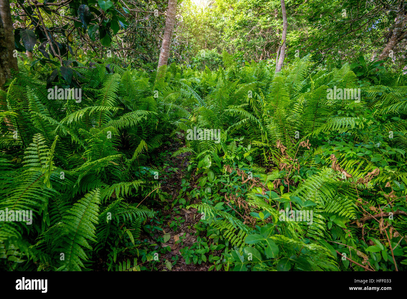 African jungle hi-res stock photography and images - Alamy
