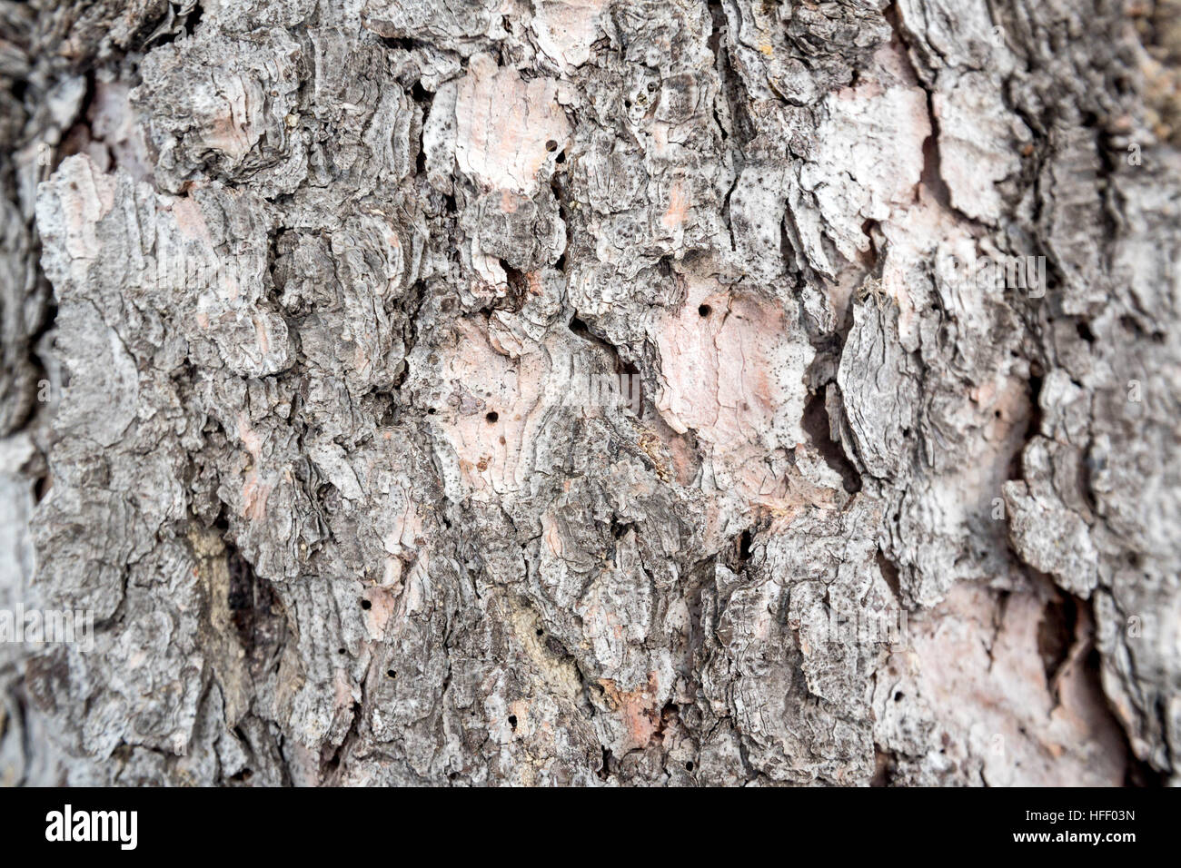 Spruce bark macro photograph for closeup texture Stock Photo - Alamy