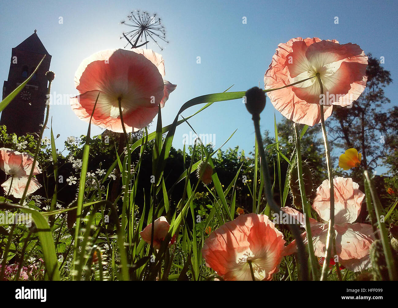 poppy flowers in the morning sun Stock Photo - Alamy
