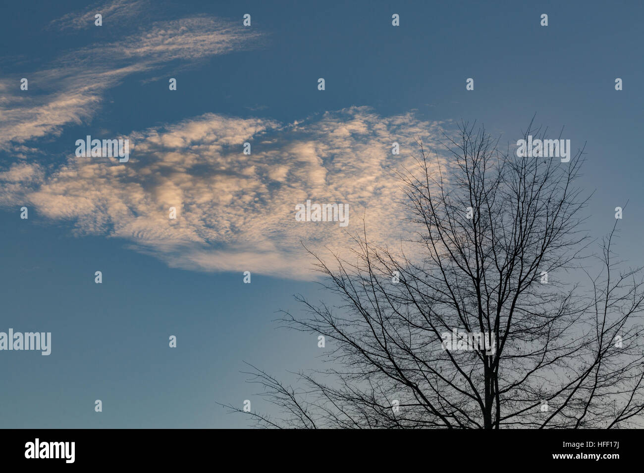 Cloud sky canopy leaves hi-res stock photography and images - Alamy
