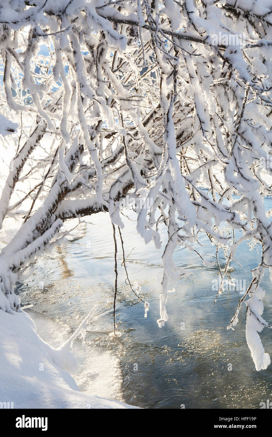 Frosty snow covered tree over a steaming river with sunlight in ...