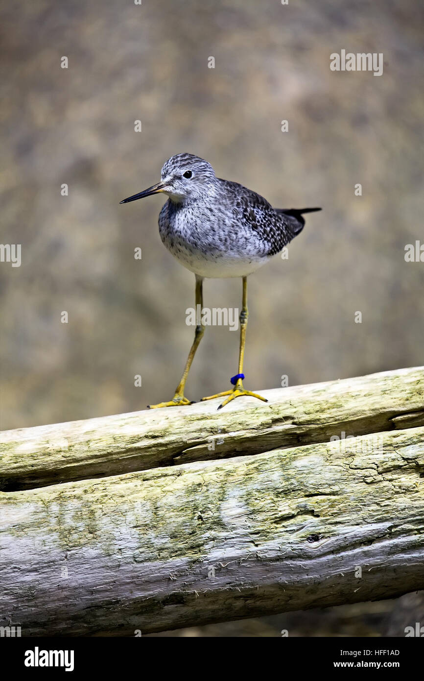 A Greater Yellowlegs bird, Tringa melanoleuca, with an identification ...