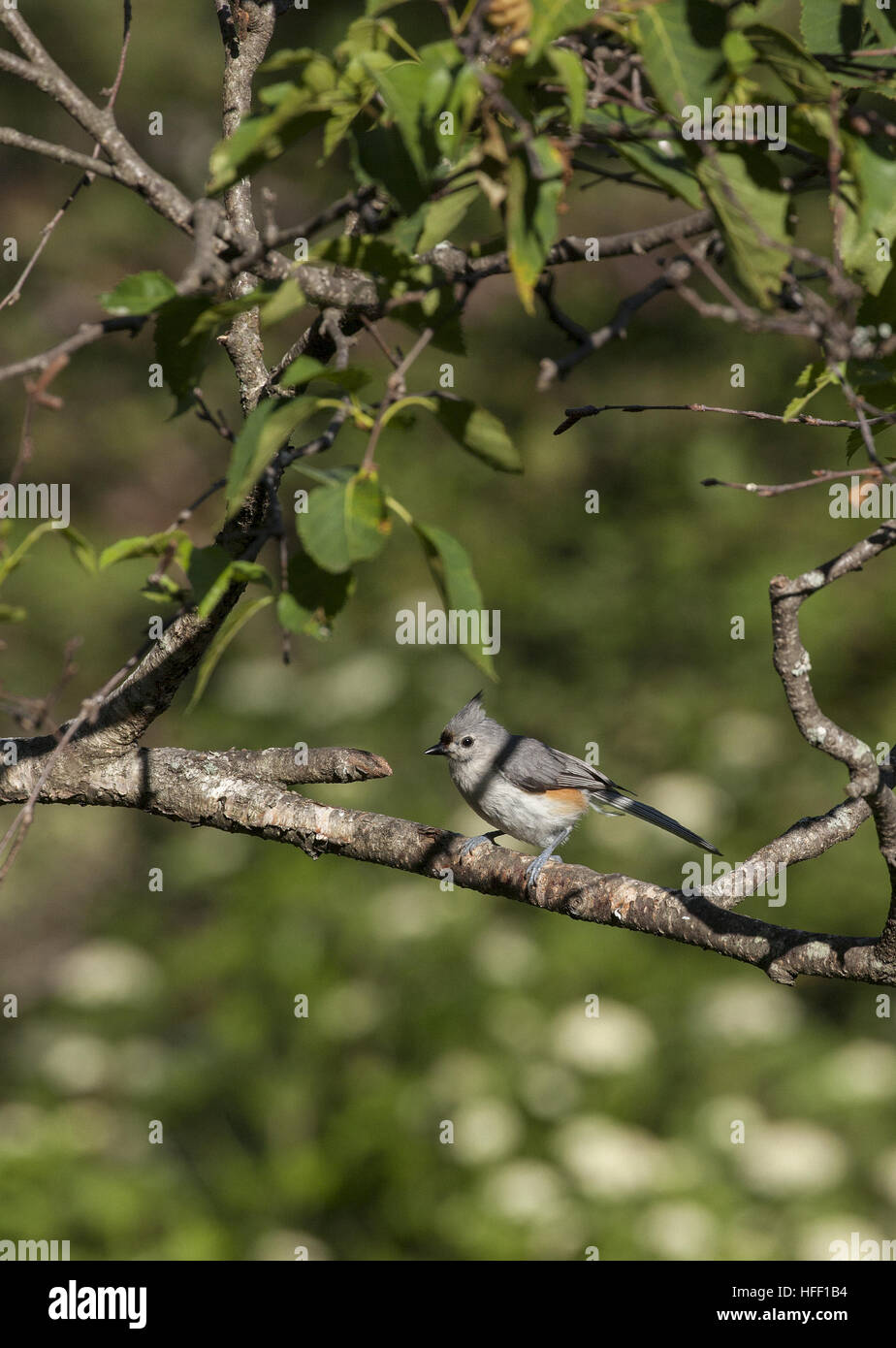 A grey Tufted titmouse, Baeolophus bicolor, is perched in a White Birch ...
