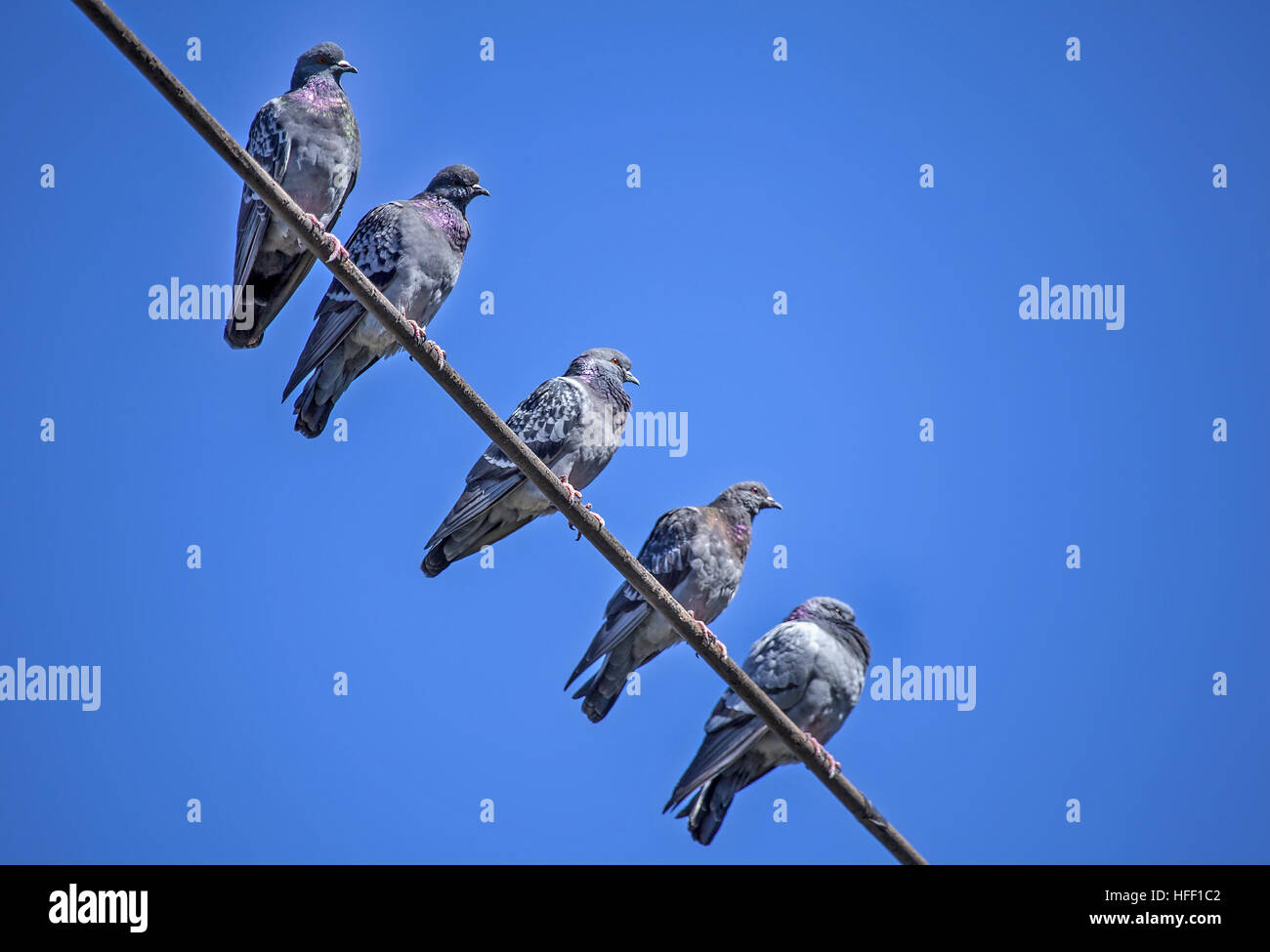 Family pigeons and doves hi-res stock photography and images - Alamy