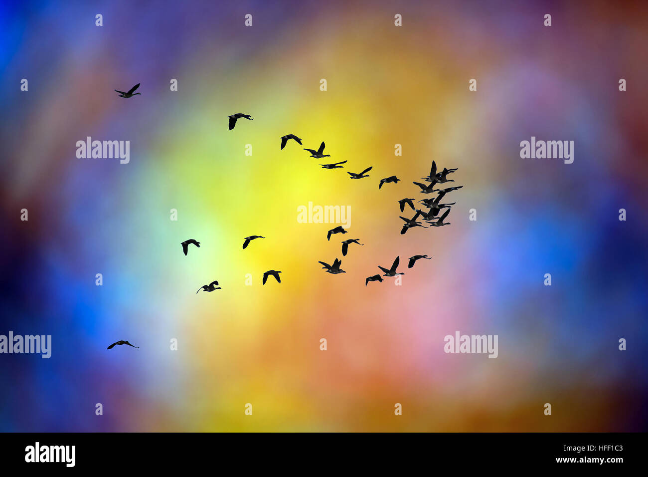 Collage birds hi-res stock photography and images - Alamy