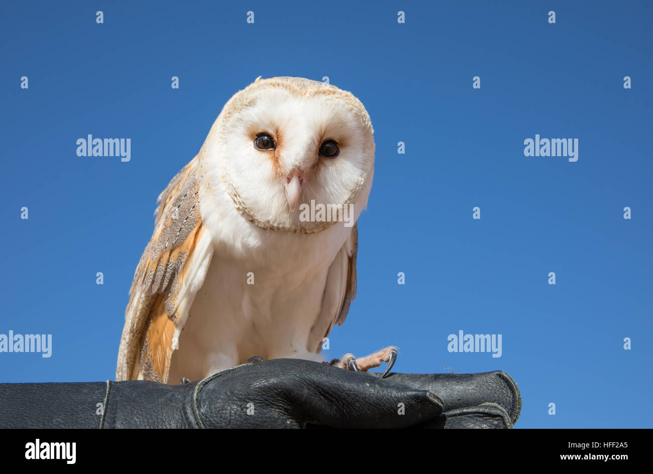 Barn owl (tyto alba) during a desert falconry show in Dubai, UAE Stock ...