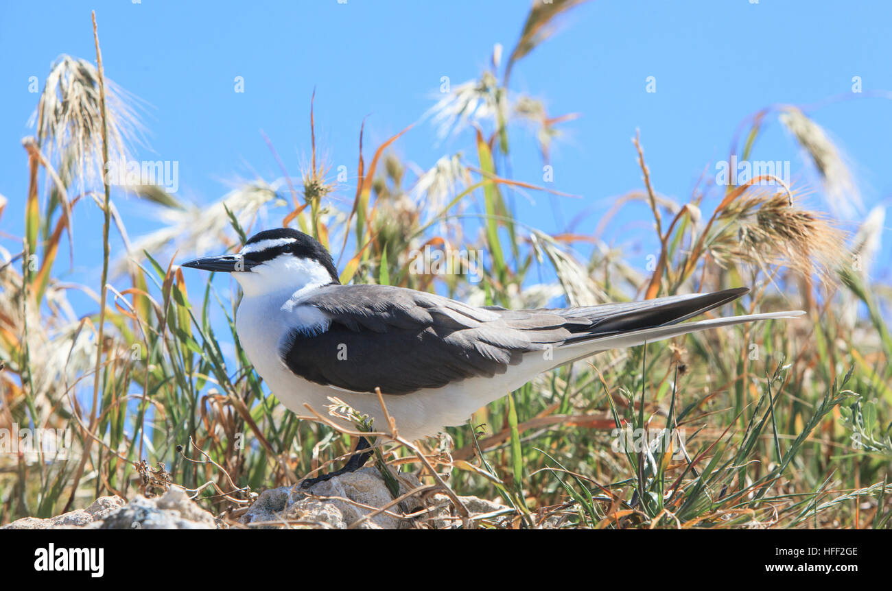 Australian tern hi-res stock photography and images - Alamy