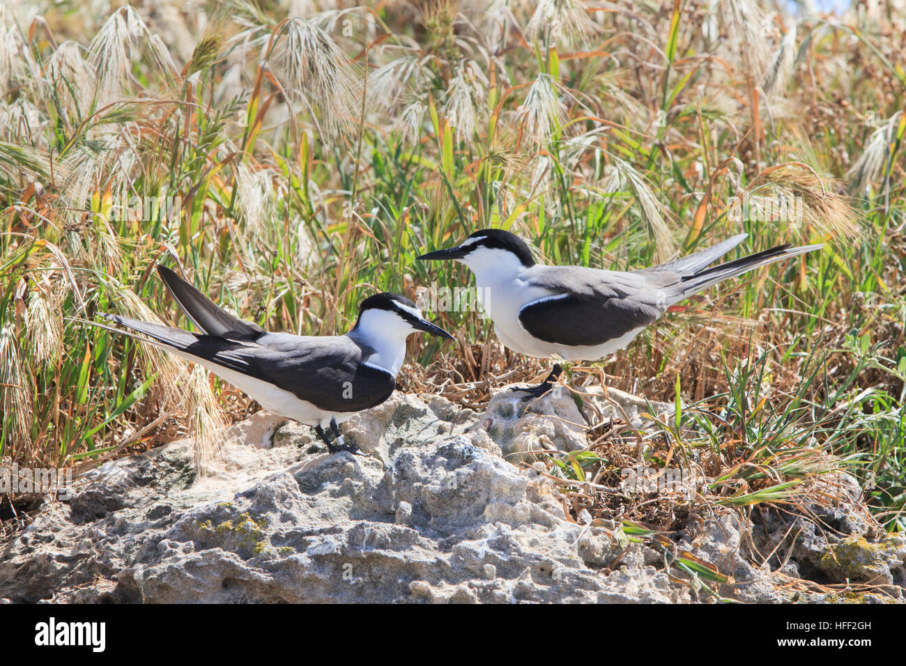 Bridled tern ( Onychoprion anaethetus, formerly Sterna anaethetus ) on ...