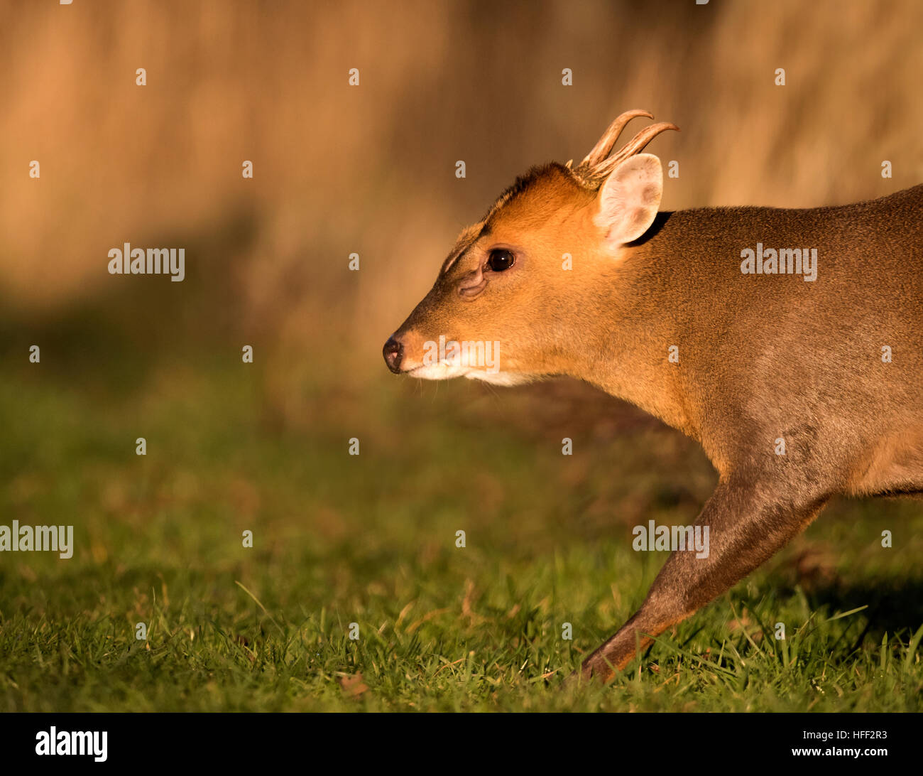 Male Muntjac deer (Muntiacus reevesi) pictured in golden evening ...