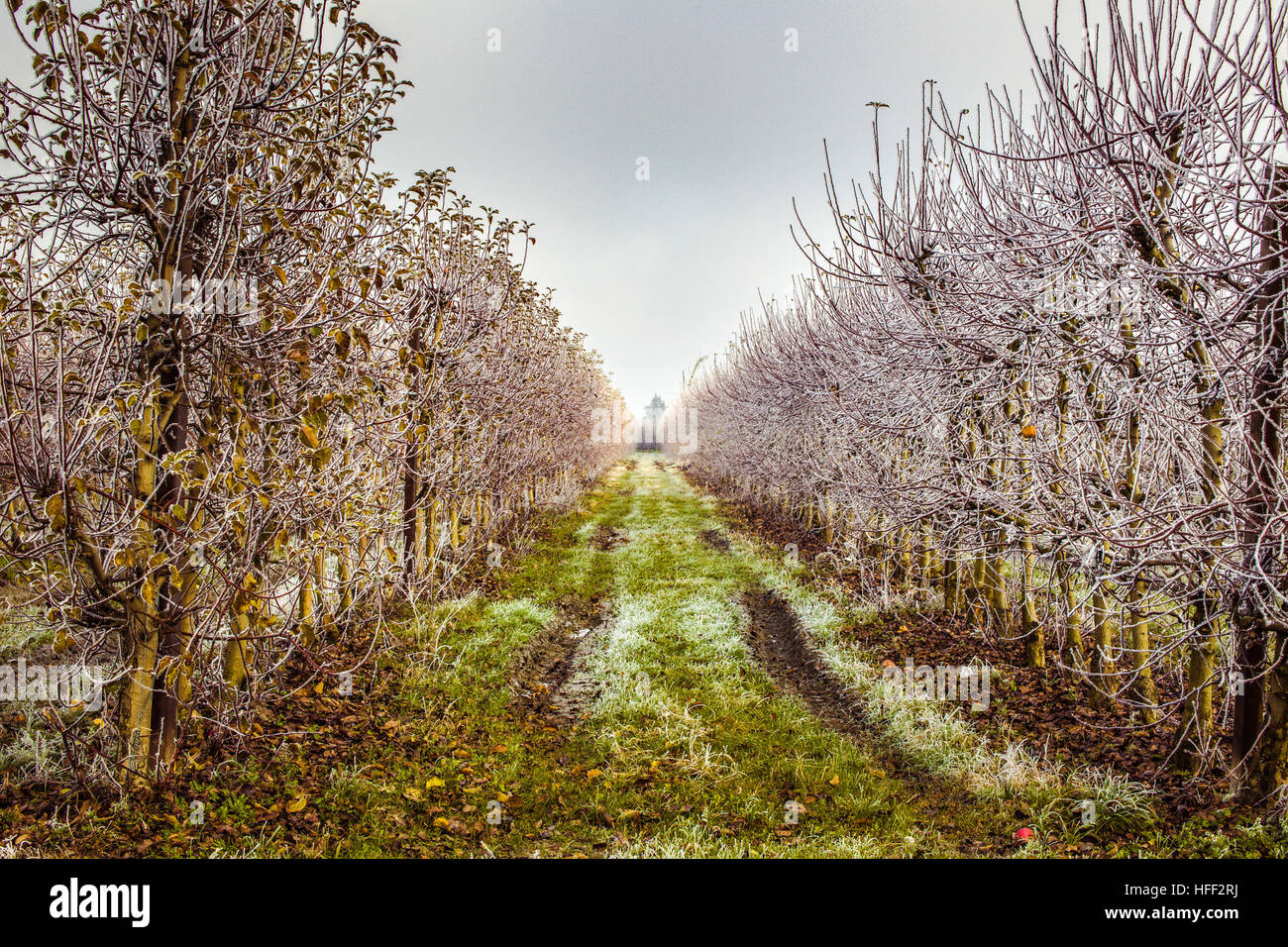 rows of trees with frozen branches in winter Stock Photo - Alamy
