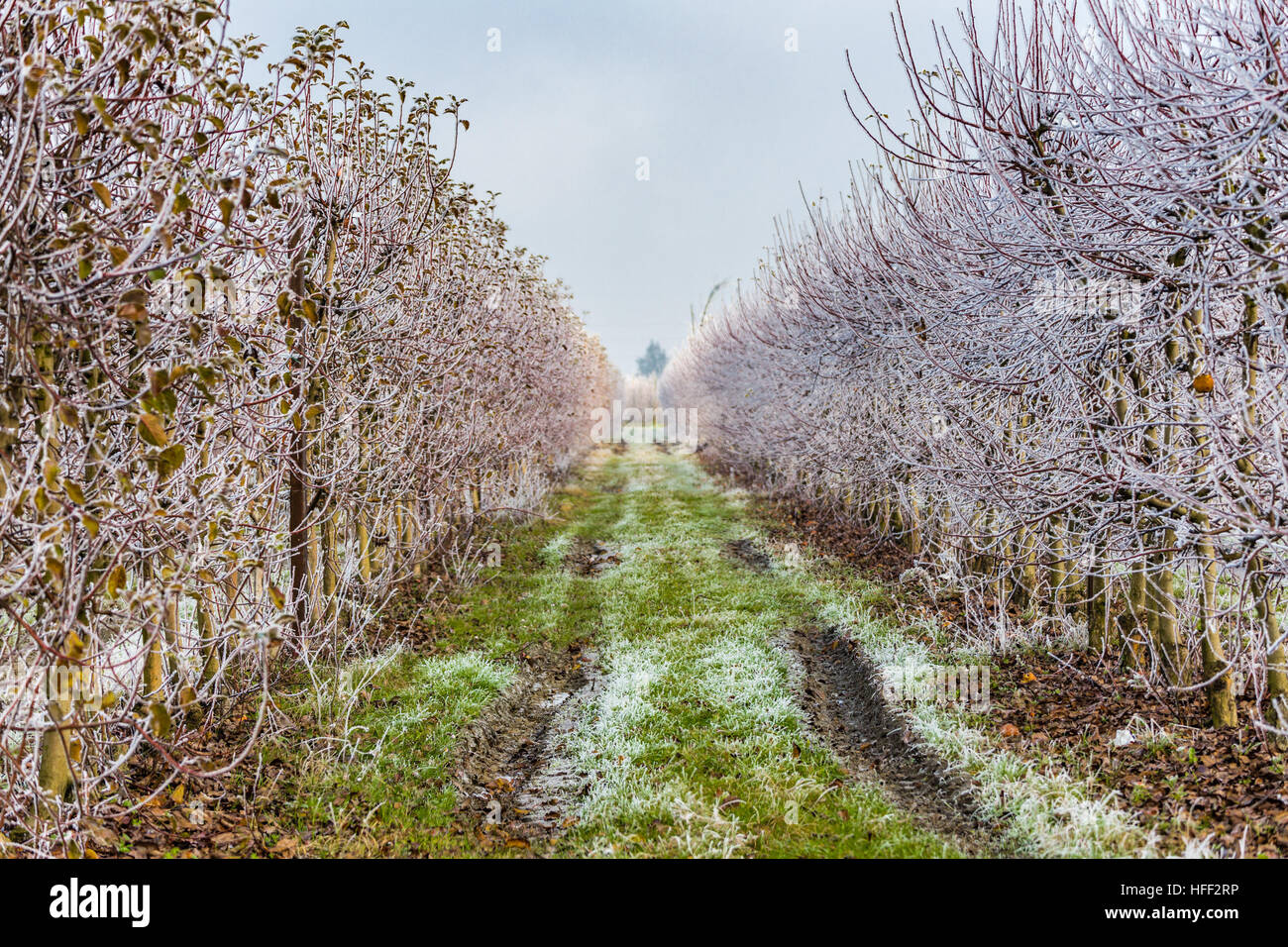 rows of trees with frozen branches in winter Stock Photo - Alamy