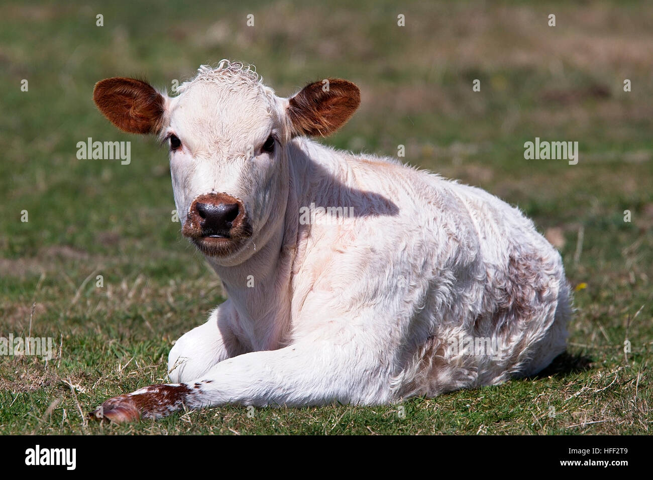Longhorn cattle hi-res stock photography and images - Alamy