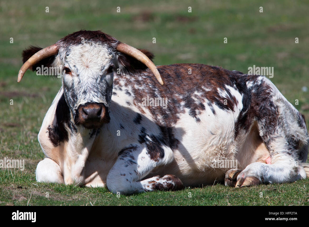 English Longhorn Cattle, cow sitting on grass, Cornwall, England, UK ...