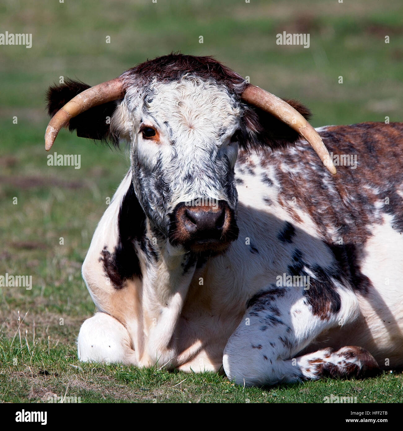 English longhorn cattle uk hi-res stock photography and images - Alamy