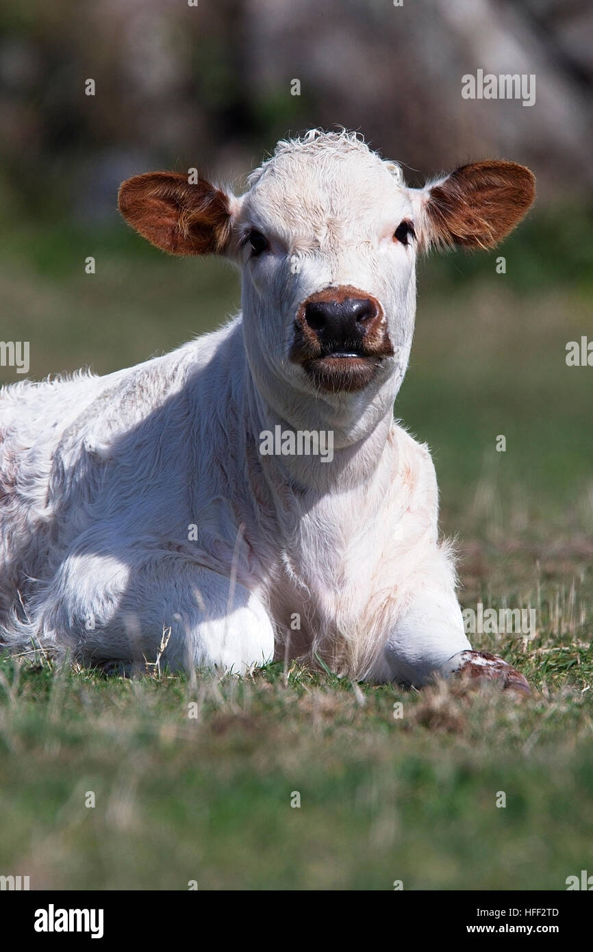 English Longhorn Cattle, calf sitting on grass, Cornwall, England, UK ...