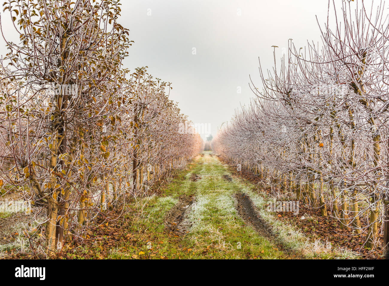 rows of trees with frozen branches in winter Stock Photo - Alamy