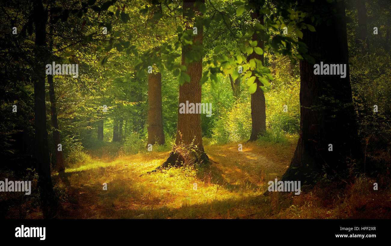 Beautiful light in the forest Stock Photo - Alamy