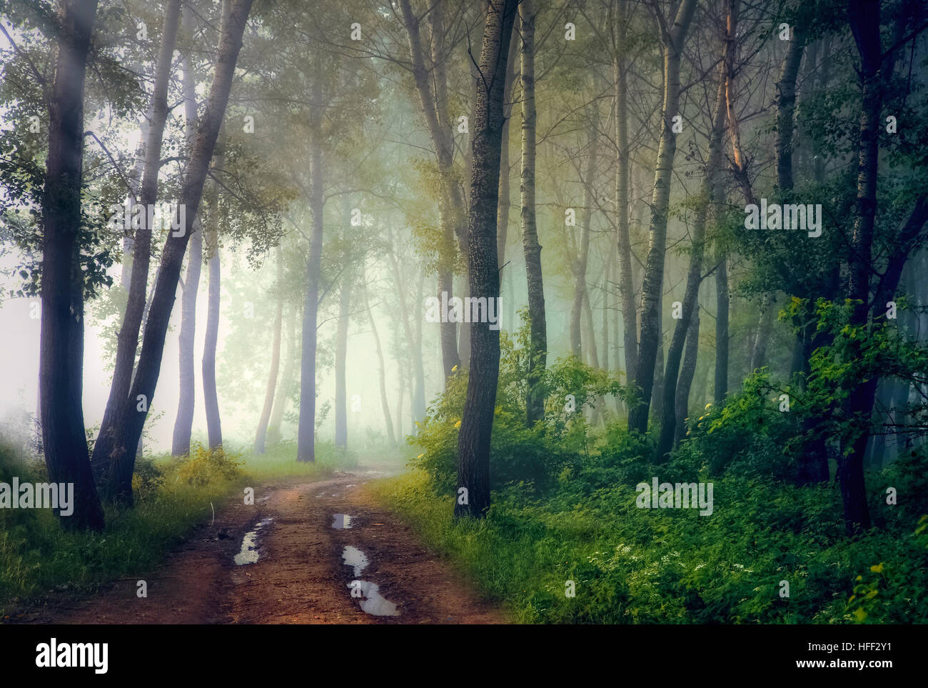 Mystical woods hi-res stock photography and images - Alamy