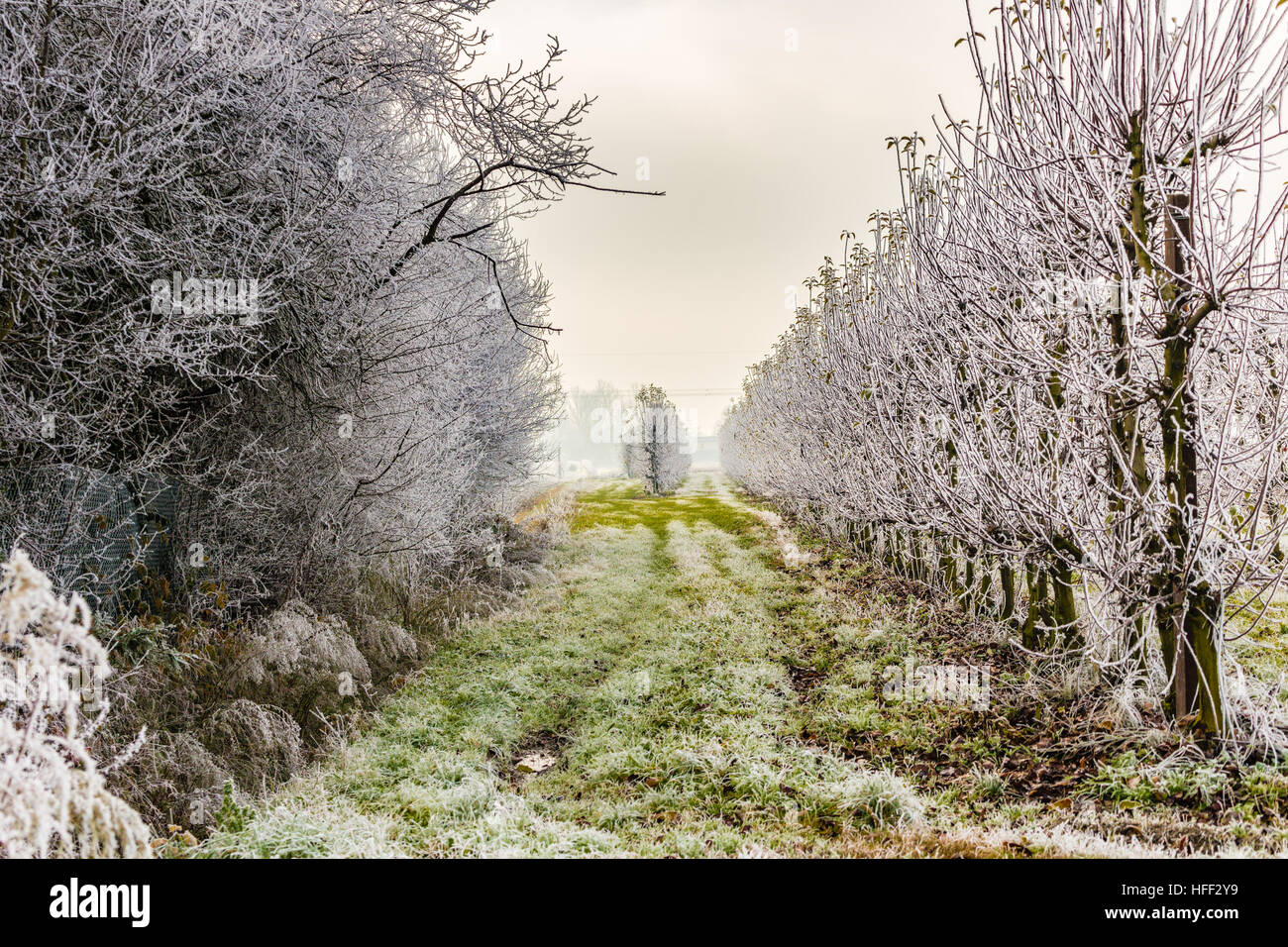 rows of trees with frozen branches in winter Stock Photo - Alamy
