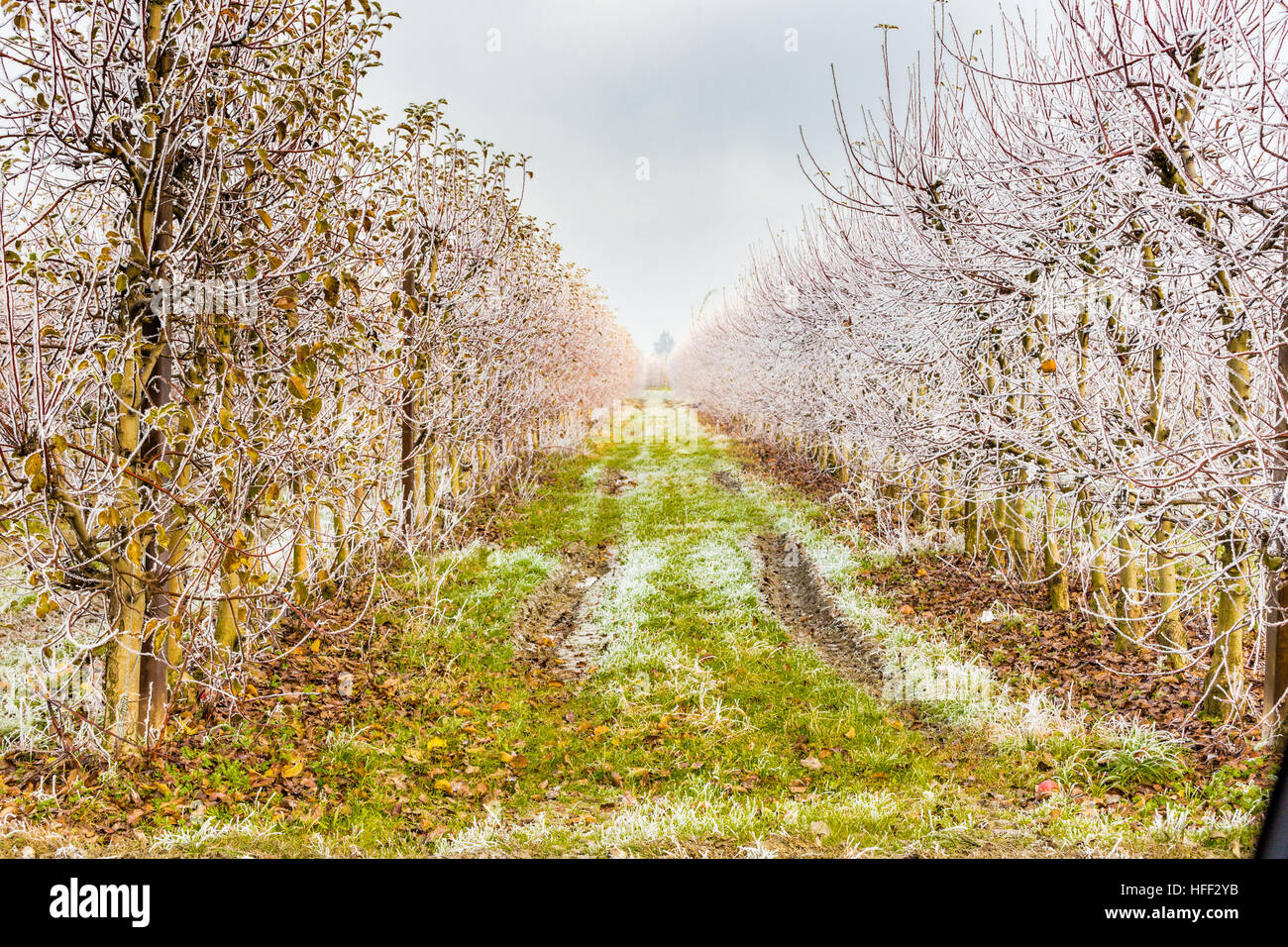 rows of trees with frozen branches in winter Stock Photo - Alamy