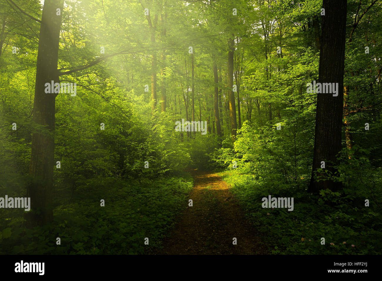 Rays forest hi-res stock photography and images - Alamy