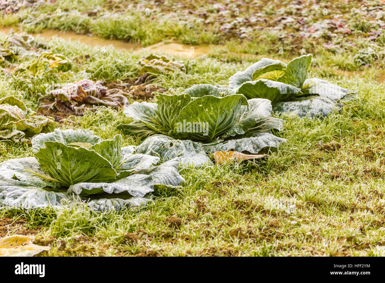 frozen green cabbage in vegetable garden in winter Stock Photo - Alamy