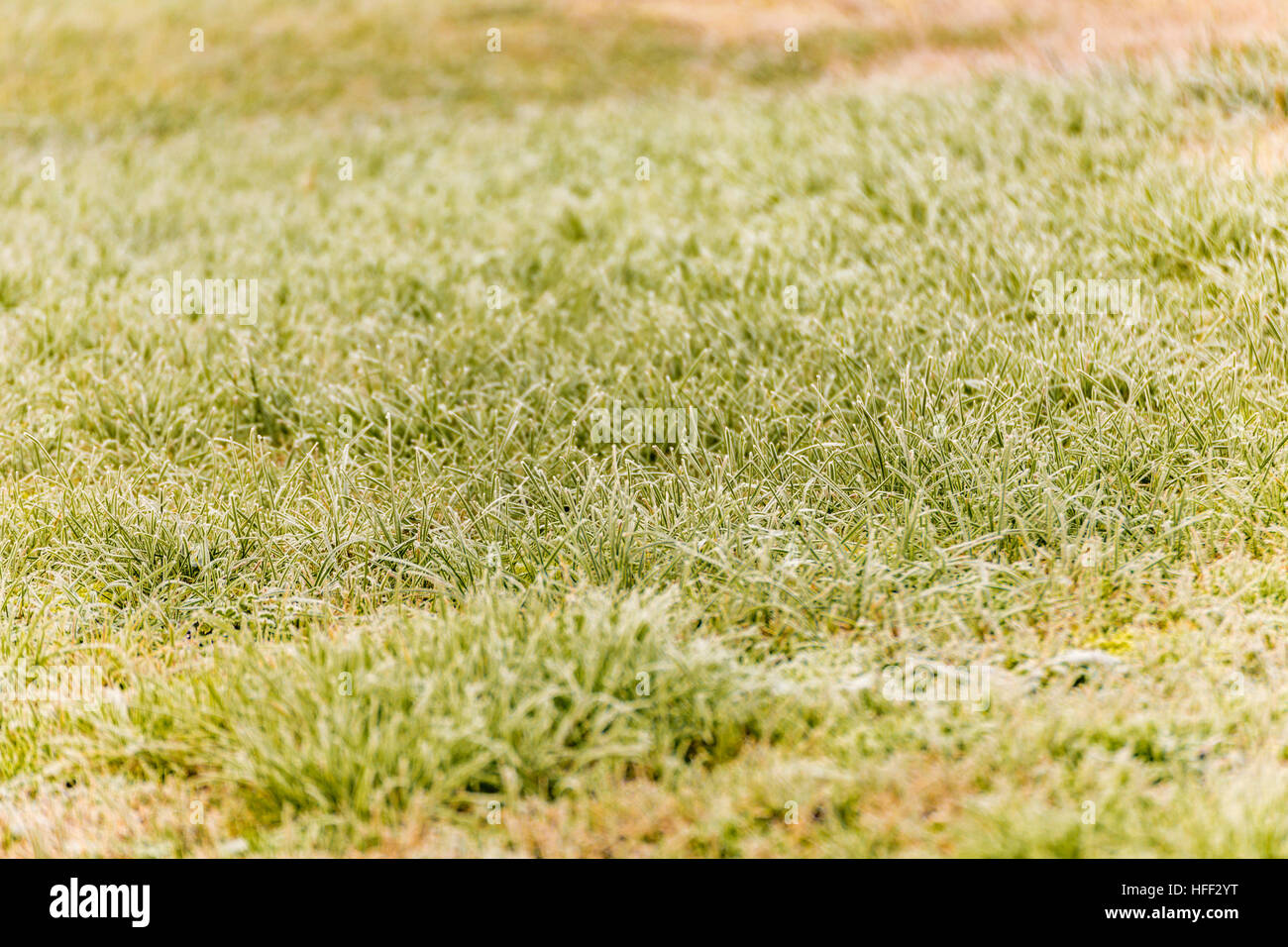 frozen green grass in winter Stock Photo - Alamy