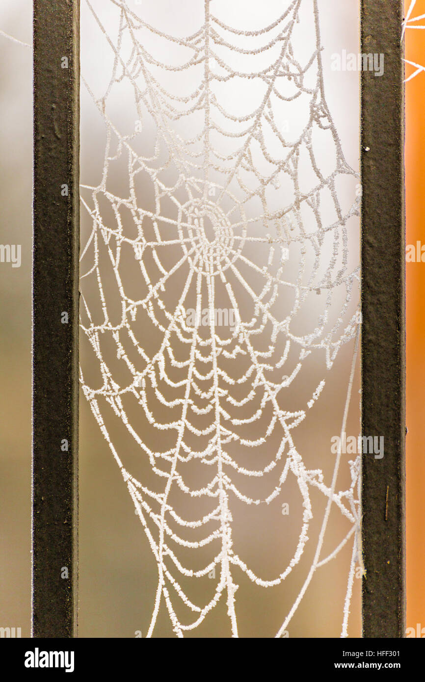 frozen spider web in winter Stock Photo - Alamy