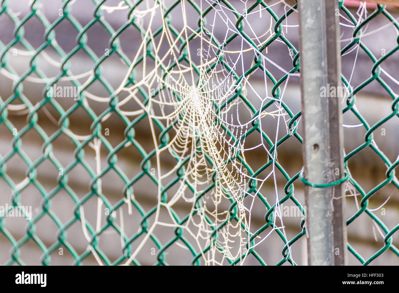 Iced spider hi-res stock photography and images - Alamy