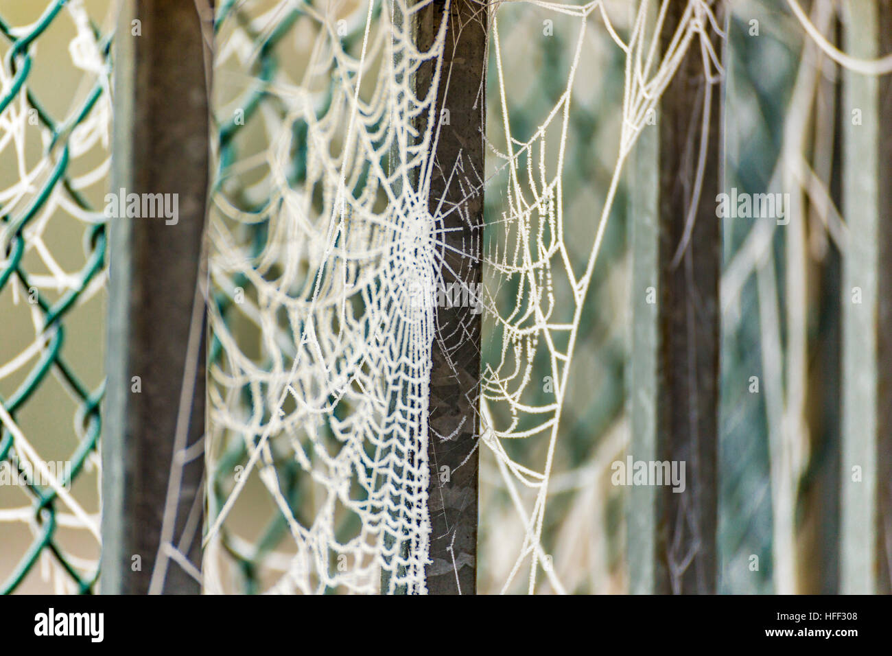 frozen spider web in winter Stock Photo - Alamy