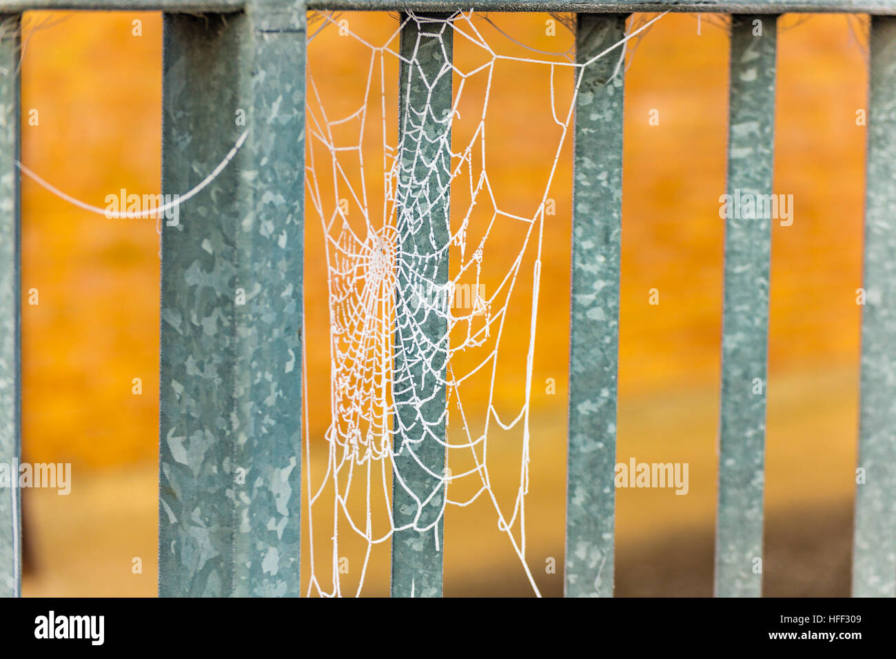 frozen spider web in winter Stock Photo - Alamy