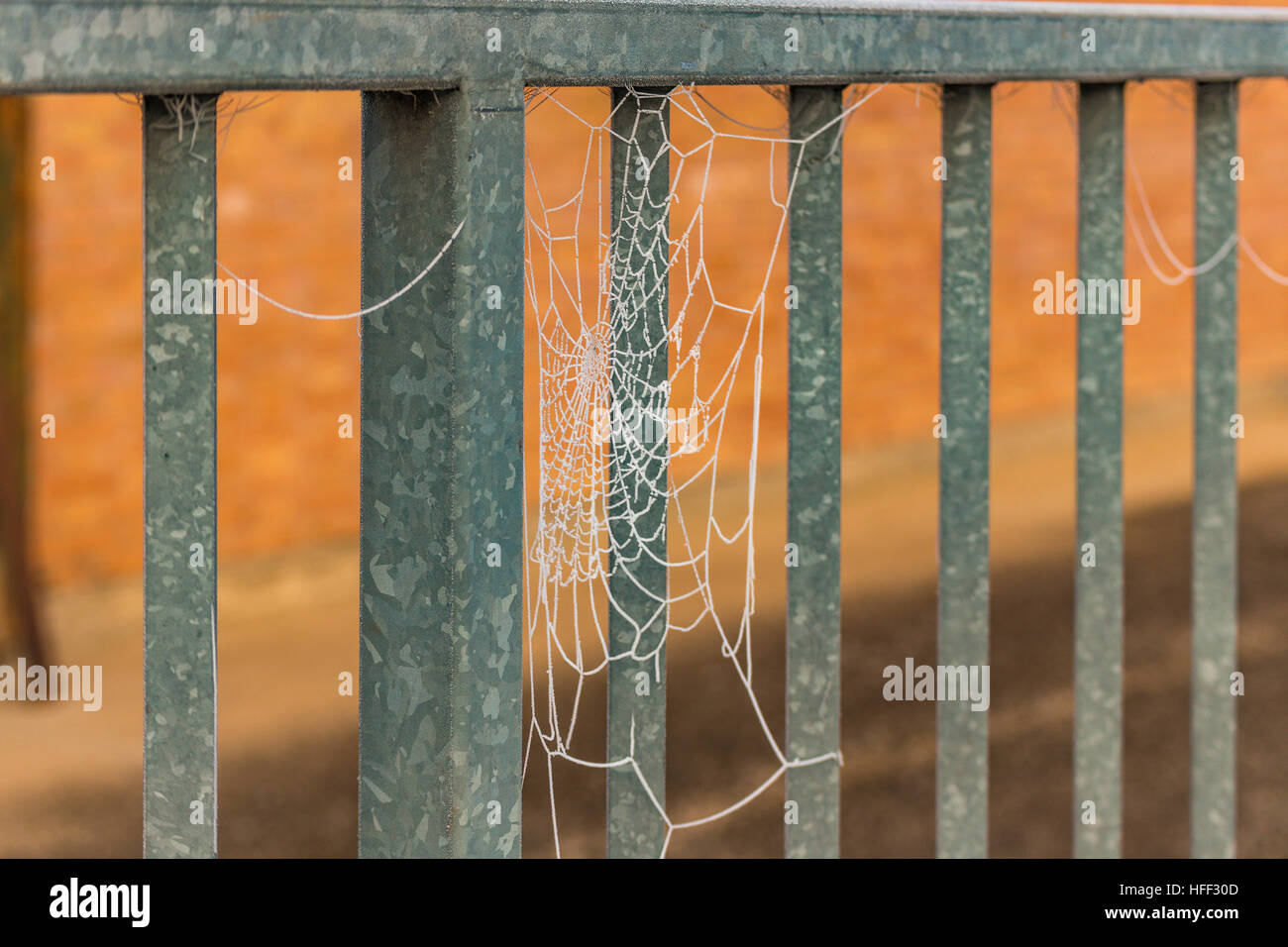 frozen spider web in winter Stock Photo - Alamy