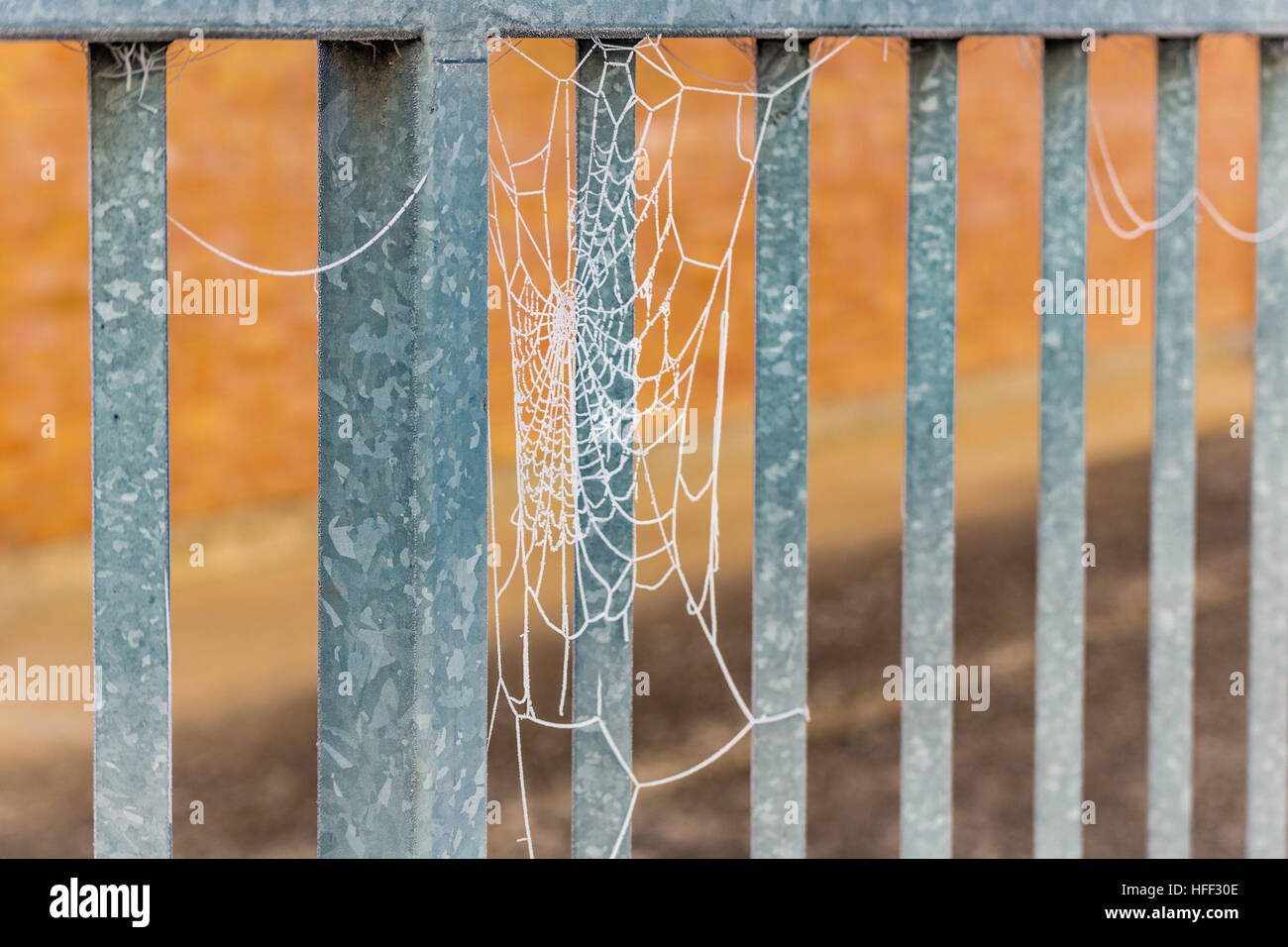 Iced spider hi-res stock photography and images - Alamy