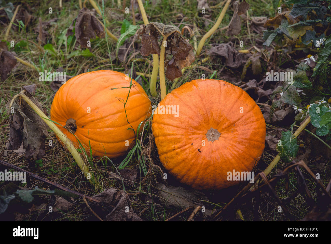 Two large pumpkins in orange color in autumn Stock Photo - Alamy