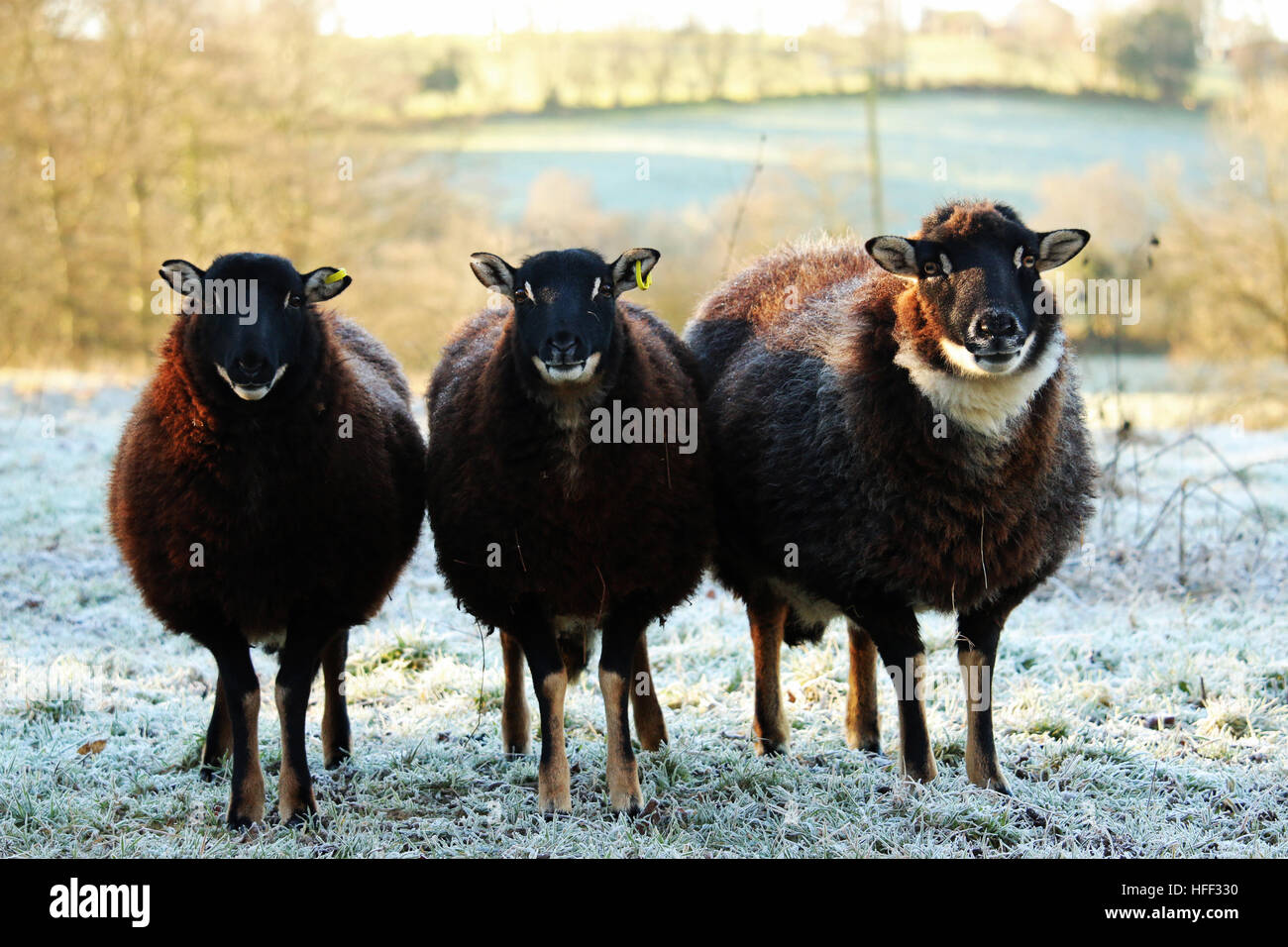 Sheep frosty morning hi-res stock photography and images - Alamy