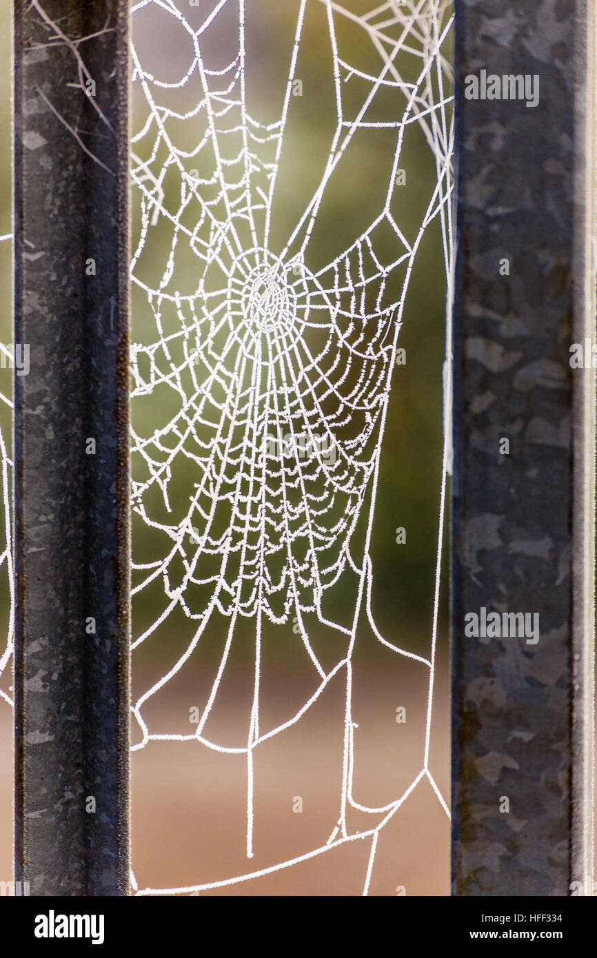 frozen spider web in winter Stock Photo - Alamy