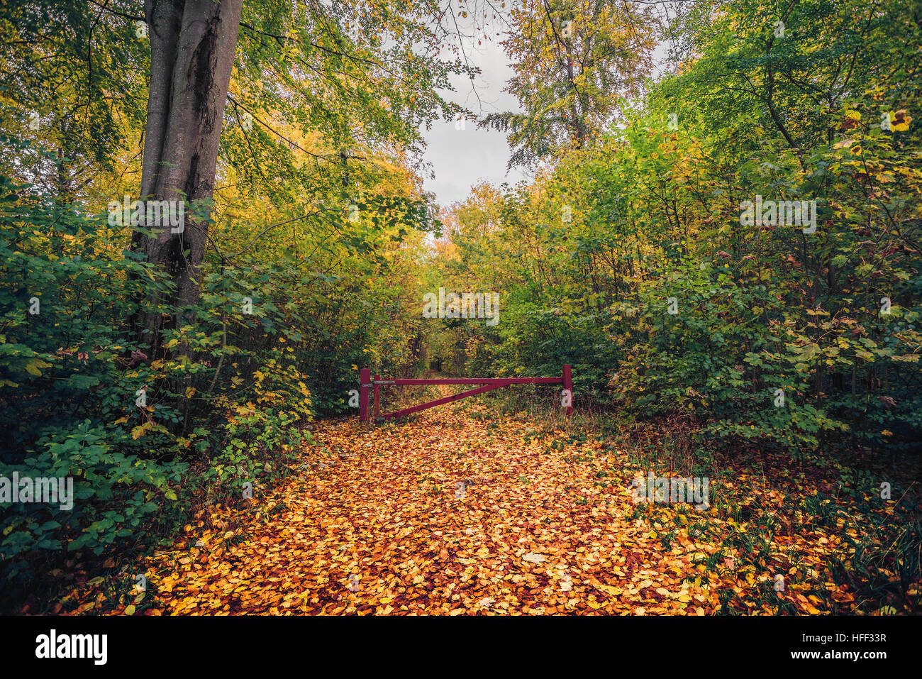 Autumn in the forest with a red gate on a forest train in autumn with ...