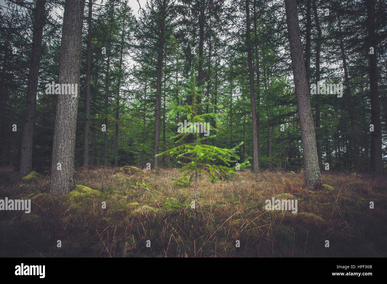 Single green pine tree in a forest in the fall Stock Photo - Alamy