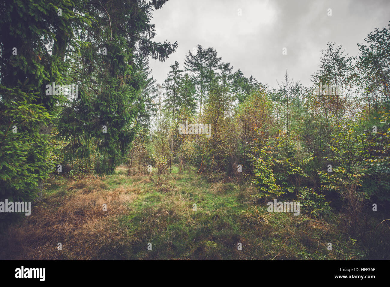 Clearing in a forest with birch trees in the fall Stock Photo - Alamy