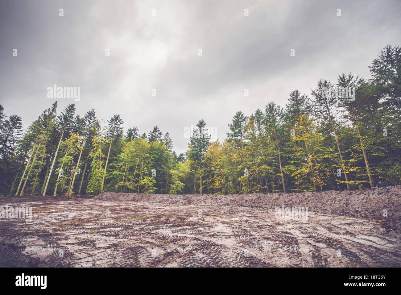 Colorful trees around a cleared area in a forest Stock Photo - Alamy