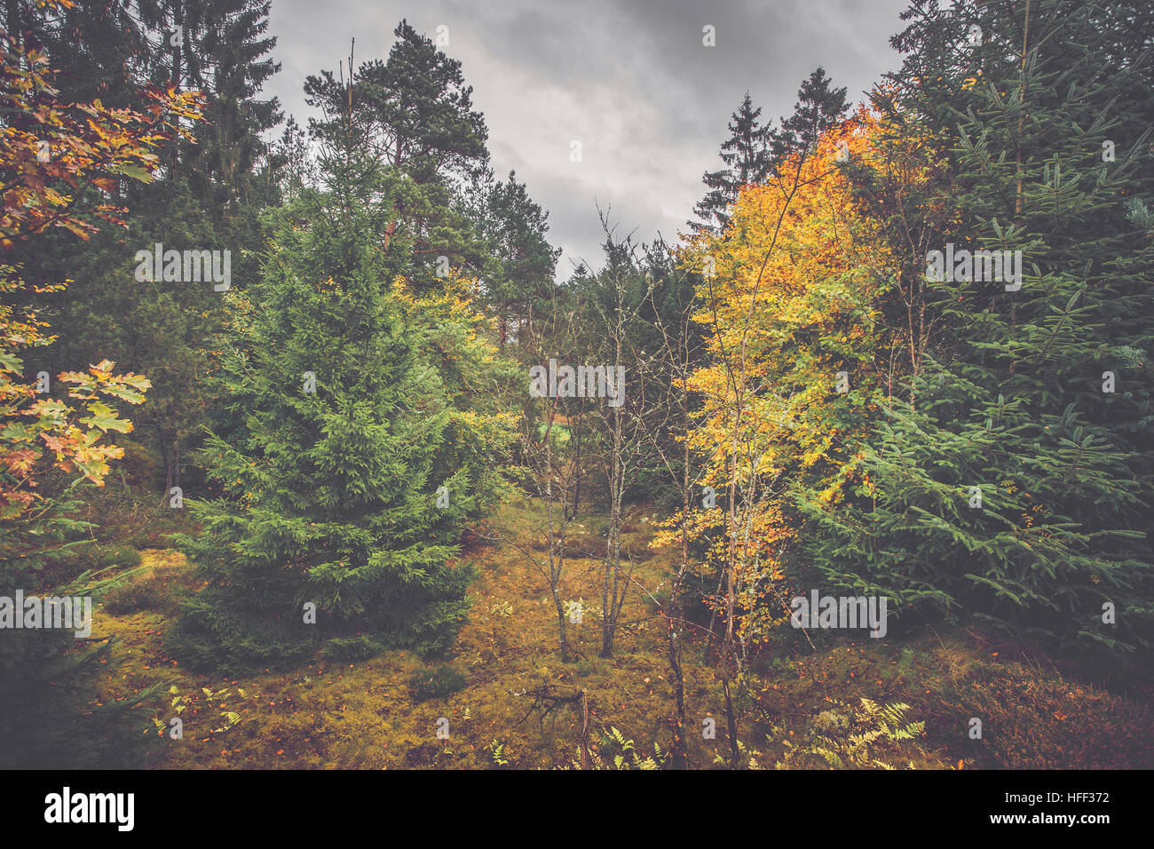Autumn scenery in a Scandinavian forest in October Stock Photo - Alamy