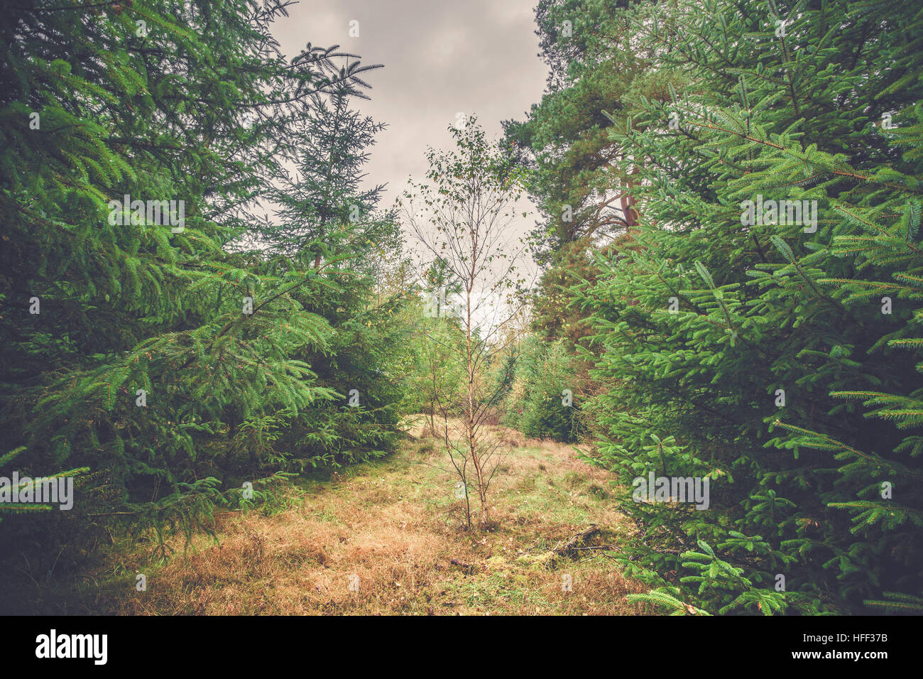 Single birch tree in a forest with pine trees in the fall Stock Photo ...