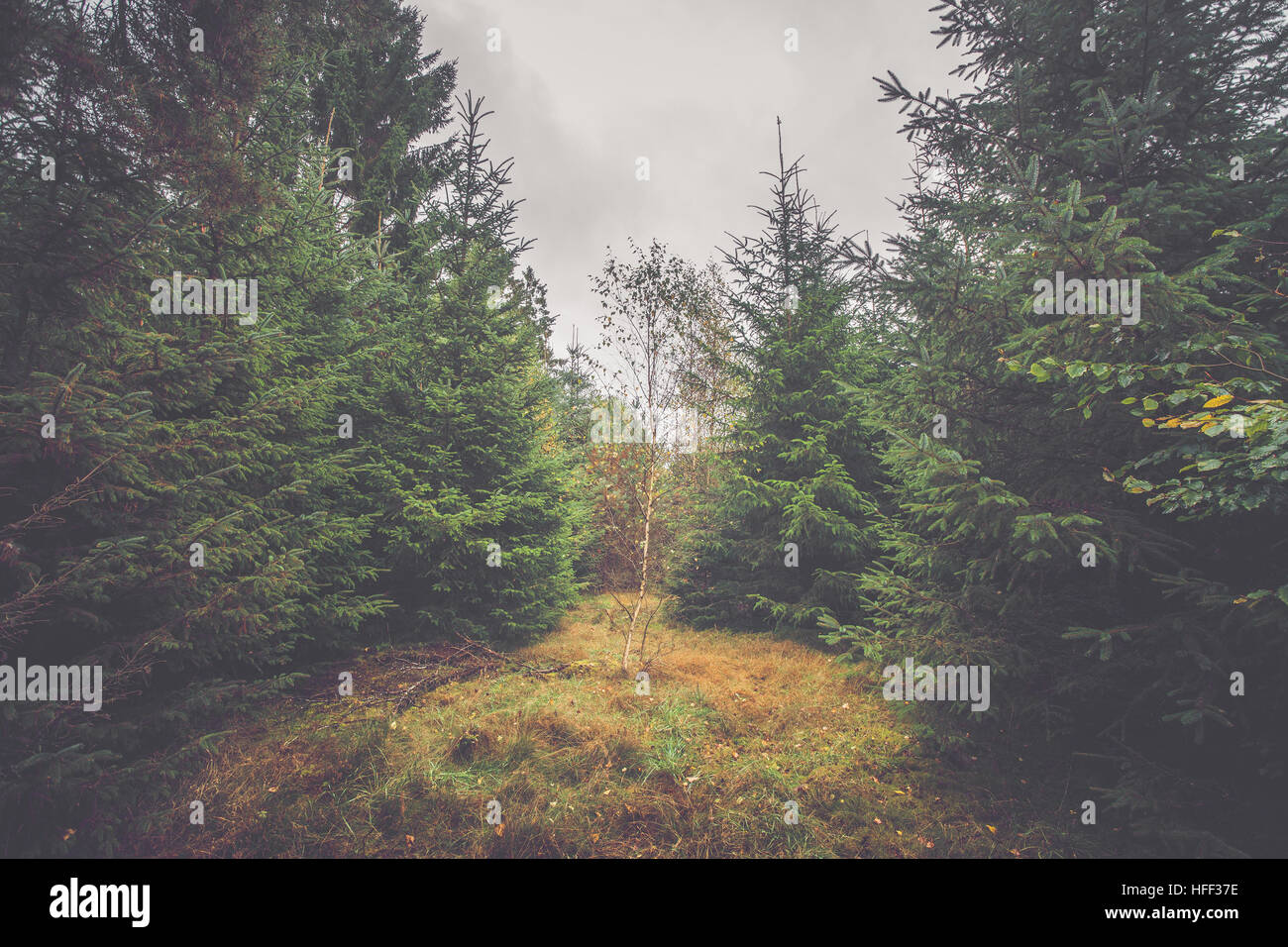 Single birch tree hi-res stock photography and images - Alamy