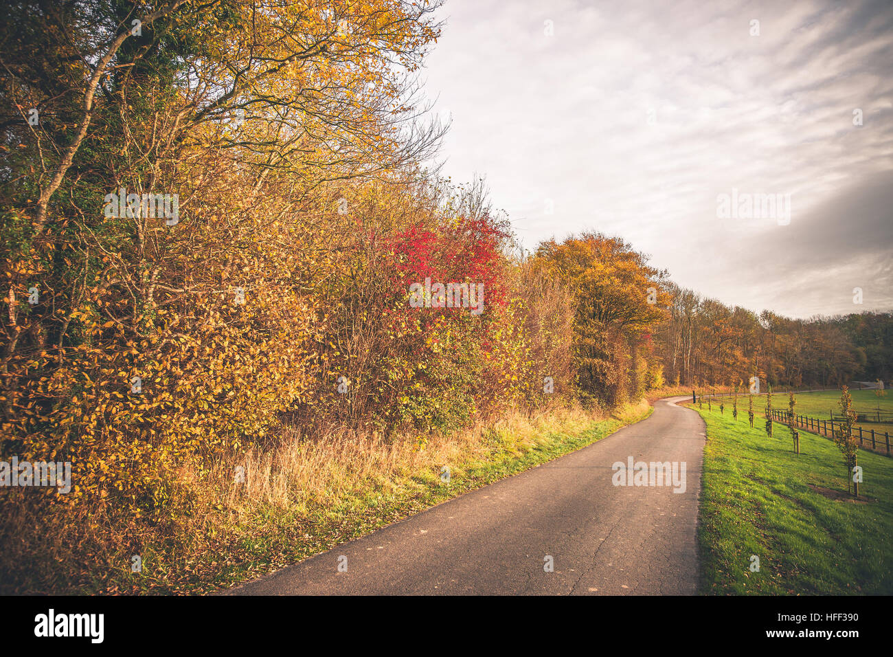 Countryside landscape in the fall with a small road surrounded by trees ...