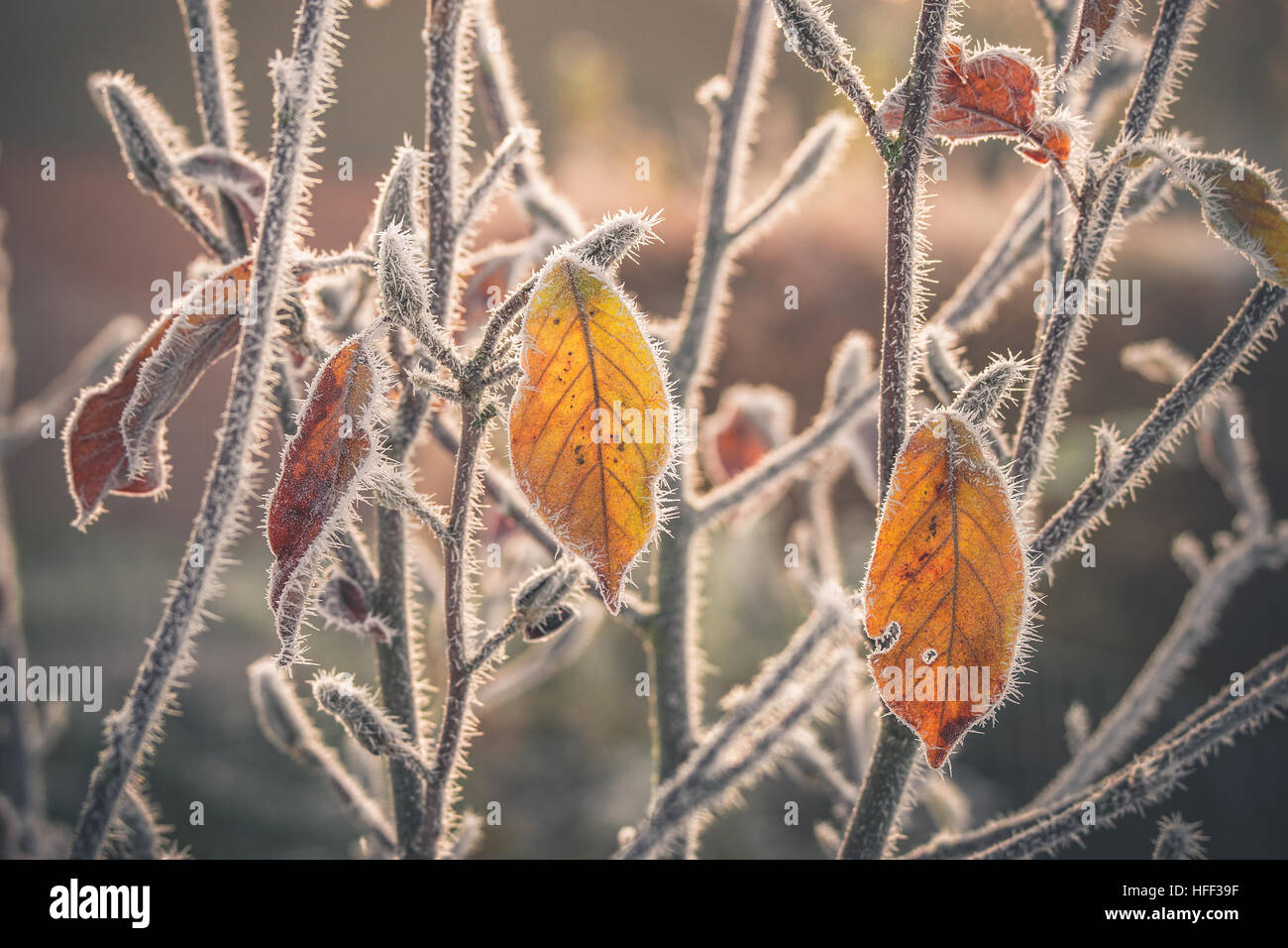 Colorful leaves covered with frost in the sunrise on a cold autumn ...