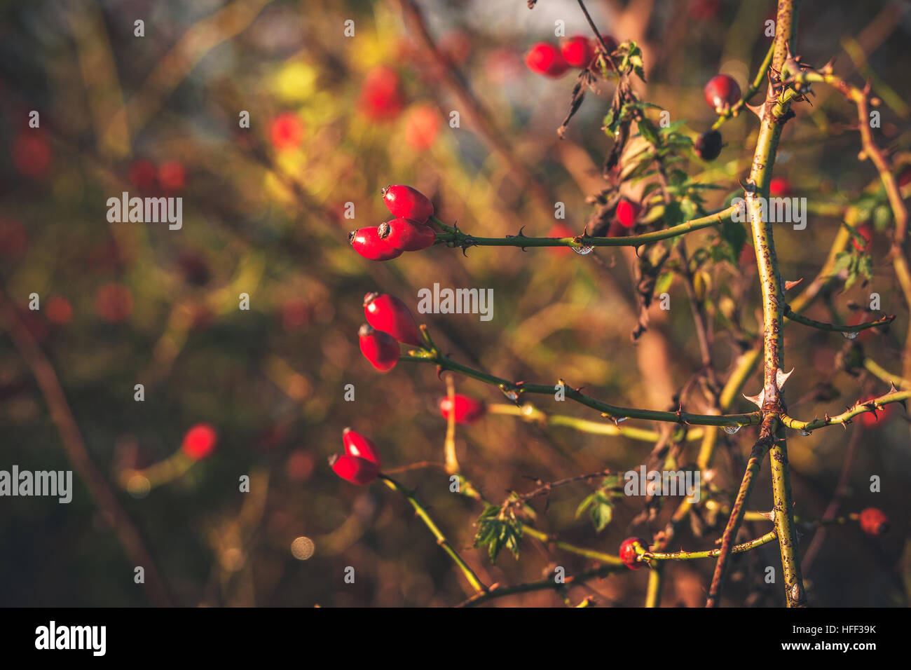 Red Rosa Rugosa berries on a bush in the fall in Scandinavian nature in ...