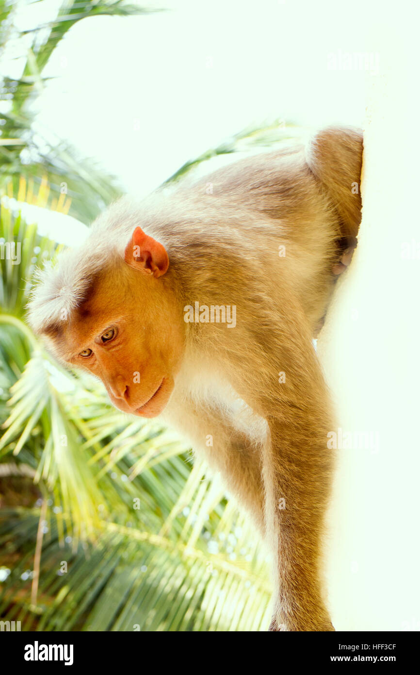 Indian macaques lat. Macaca radiata. wild animal primates monkey head ...