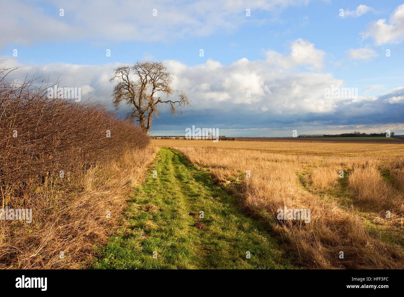 A grassy bridleway and Ash tree with dry grasses and hedgerows for ...