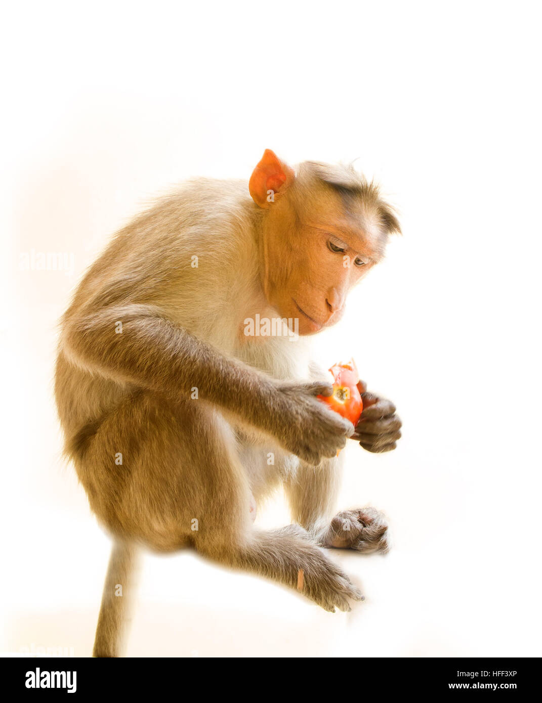 Indian macaques lat. Macaca radiata. wild animal primates on a white ...