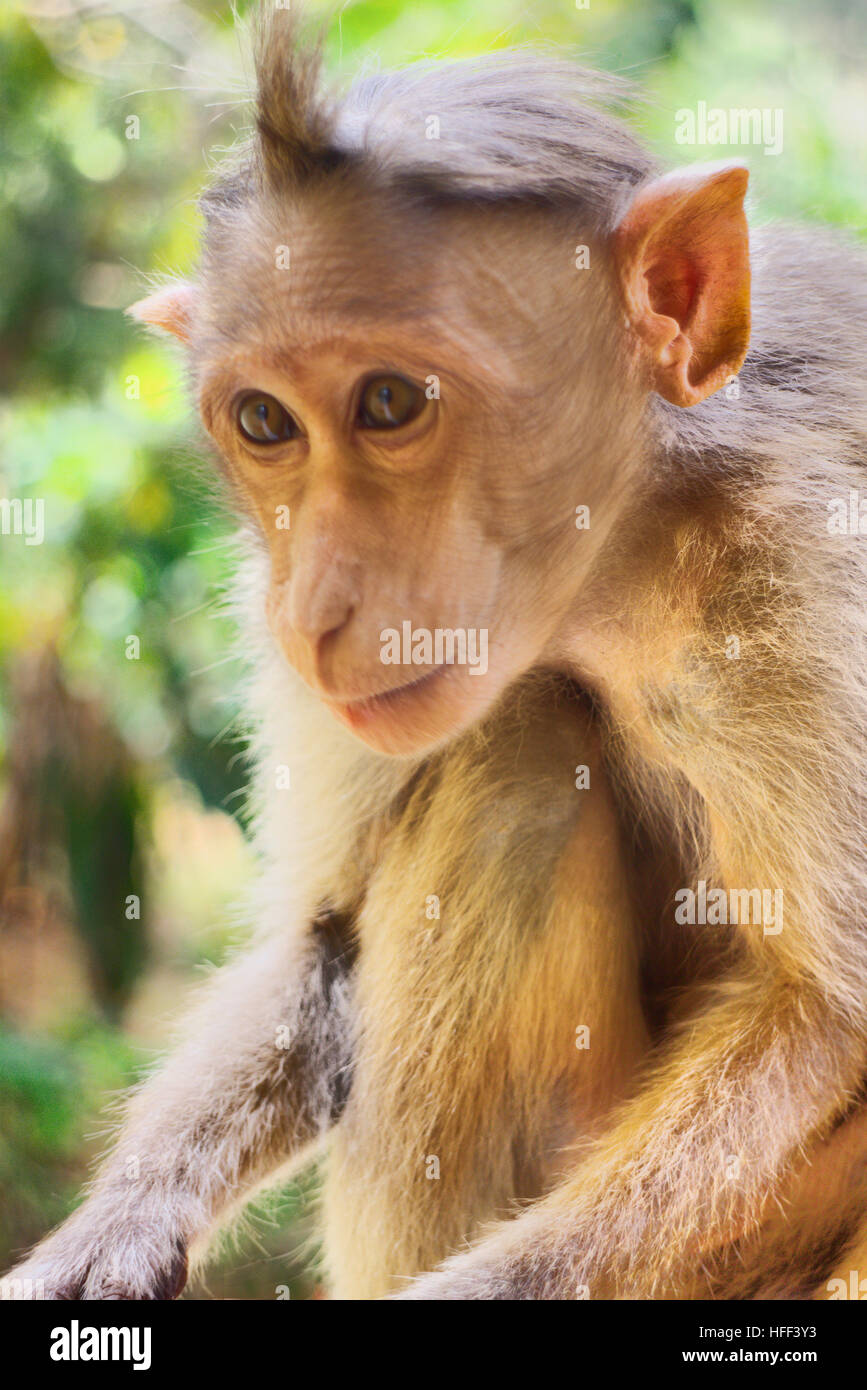 Indian macaques lat. Macaca radiata. wild animal primates in a tropical ...